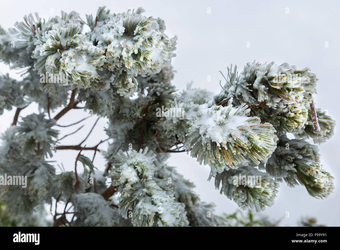 Frozen pine plant on Winter Stock Photo - Alamy