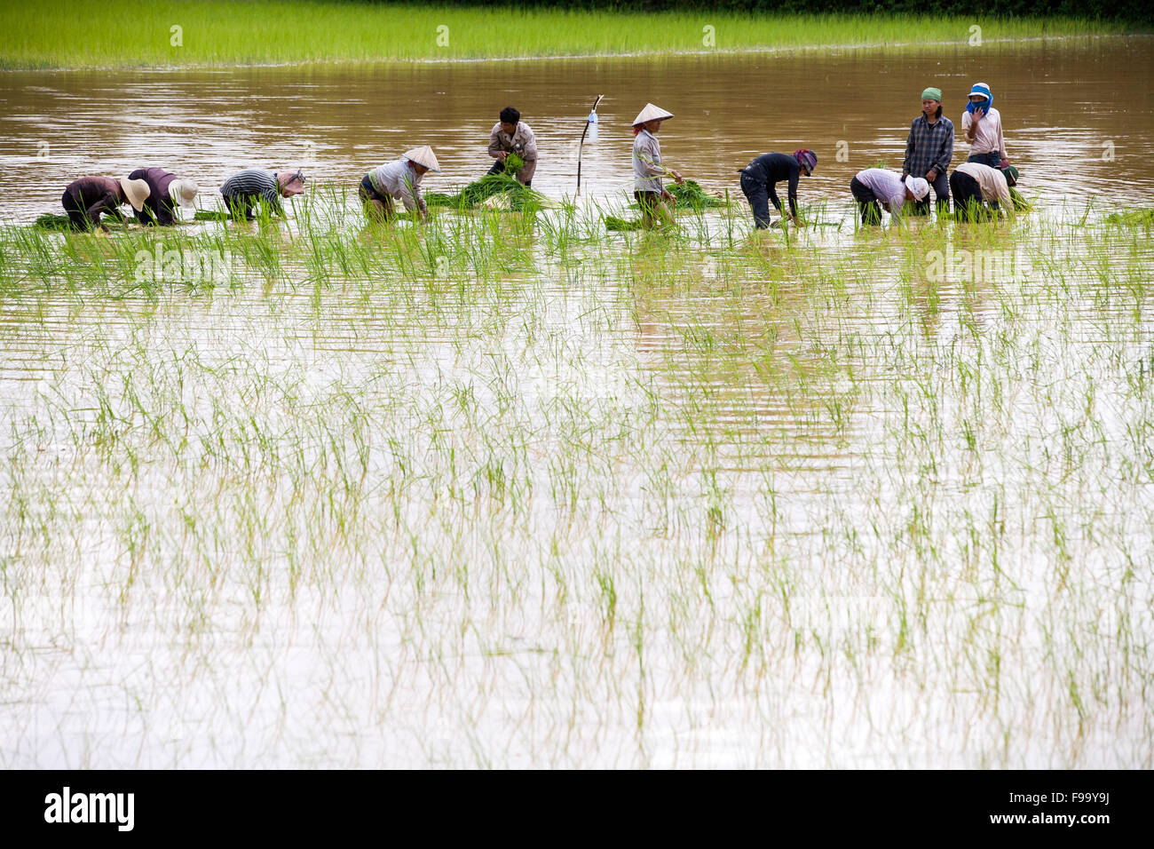 Folks plant rice in a rice field, Pre Rup, Cambodia Stock Photo - Alamy