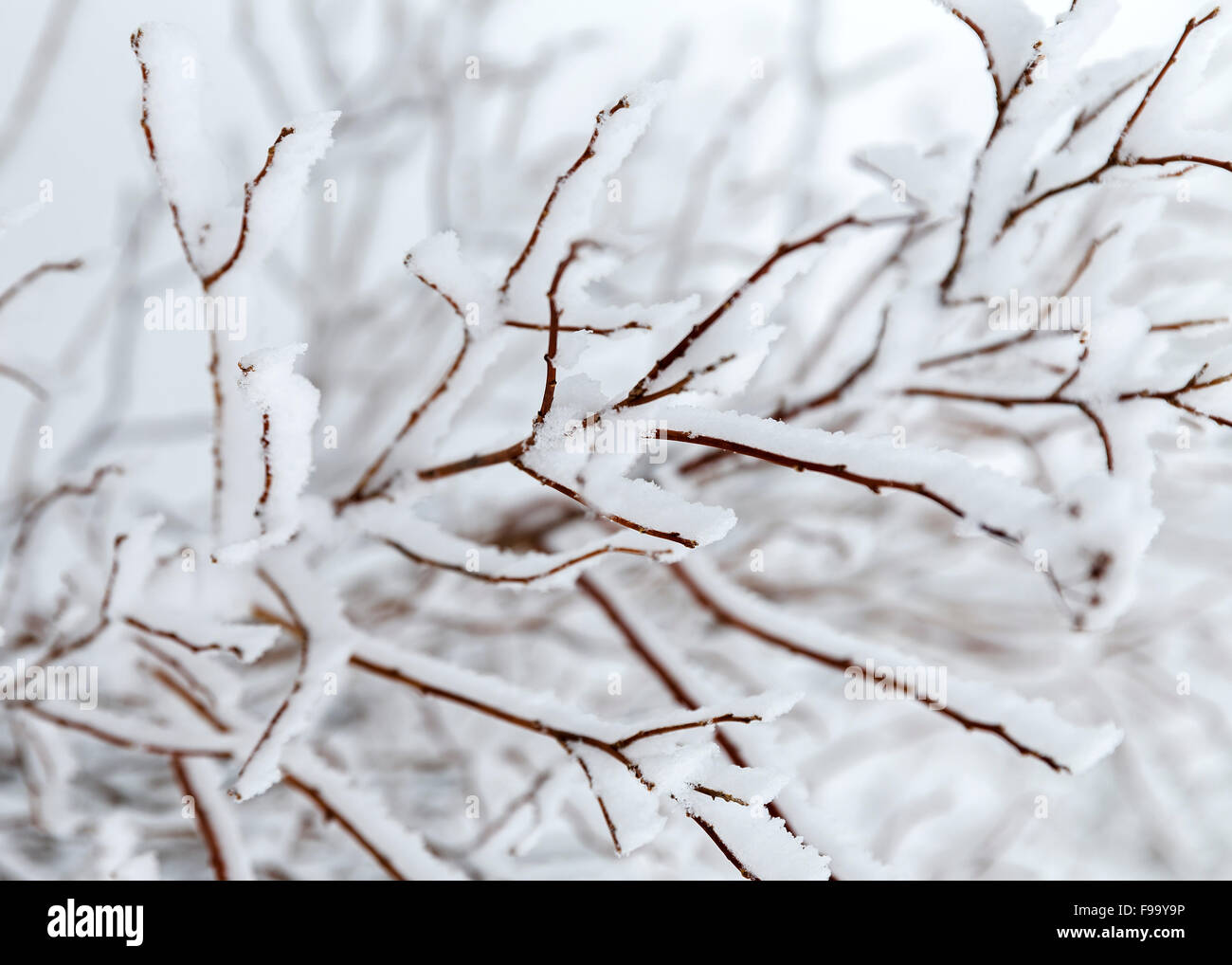 Frozen branches on Winter Stock Photo - Alamy