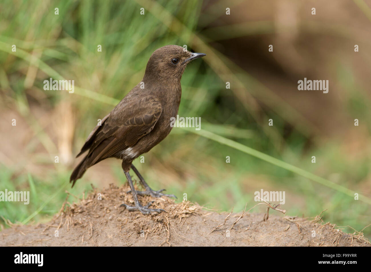 Female Sooty chat, Myrmecocichla nigra, Ishasha sector in Queen ...