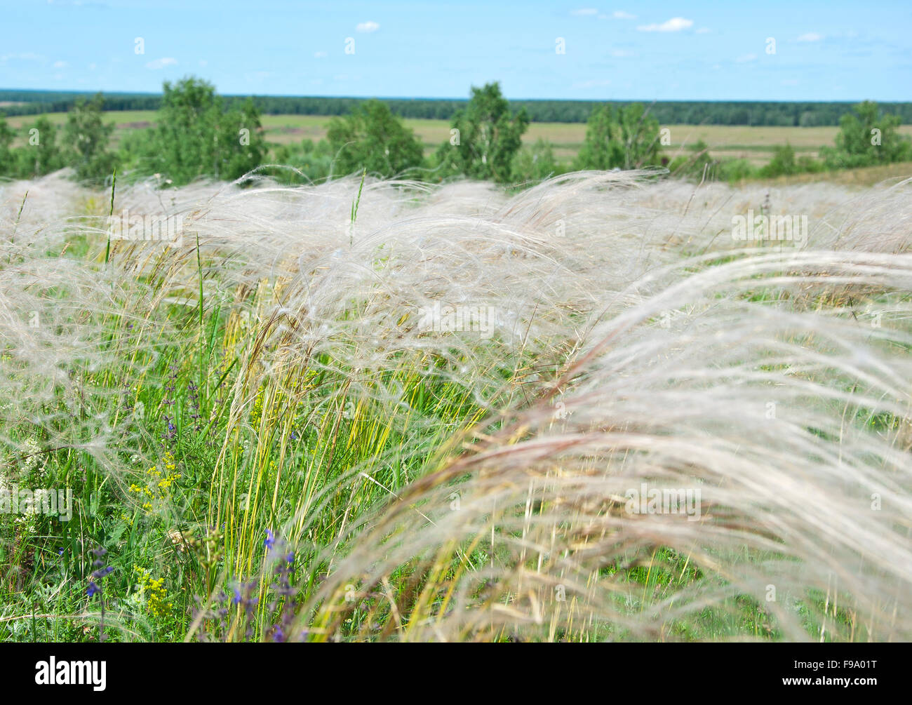 Mat gras hi-res stock photography and images - Alamy
