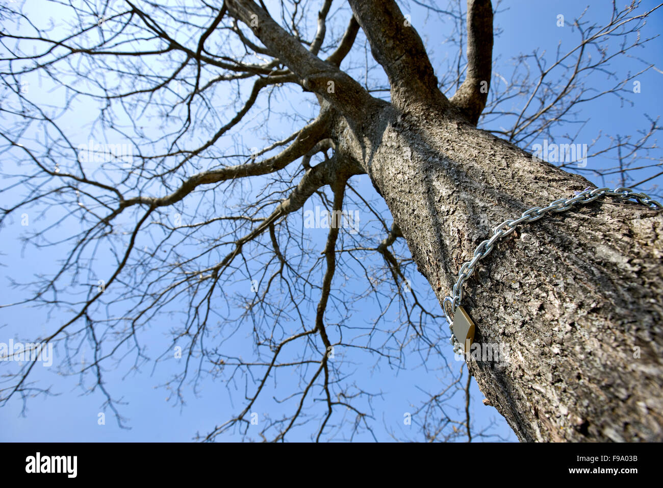 Padlock tree hi-res stock photography and images - Alamy