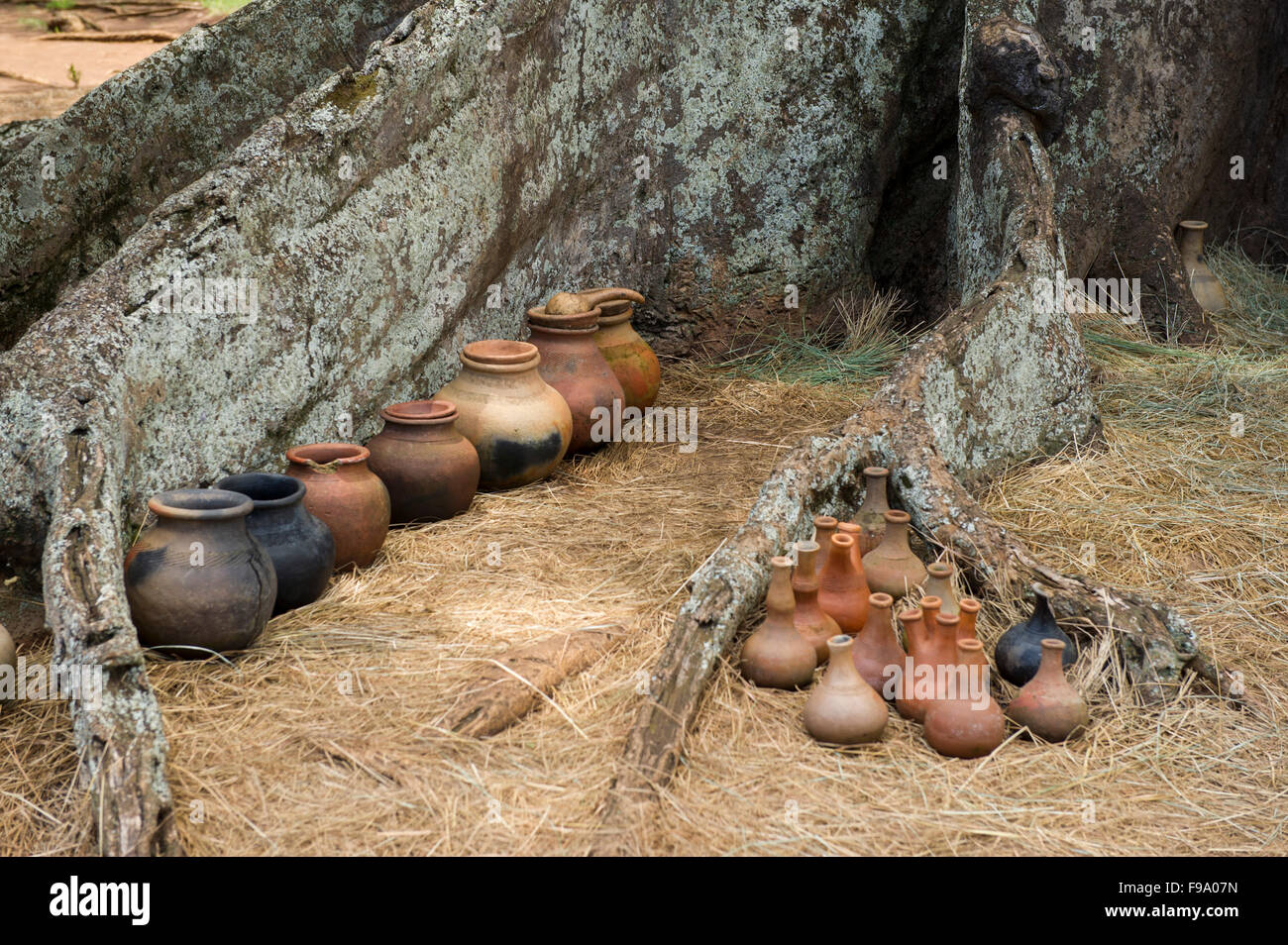 Ugandan tree hi-res stock photography and images - Alamy