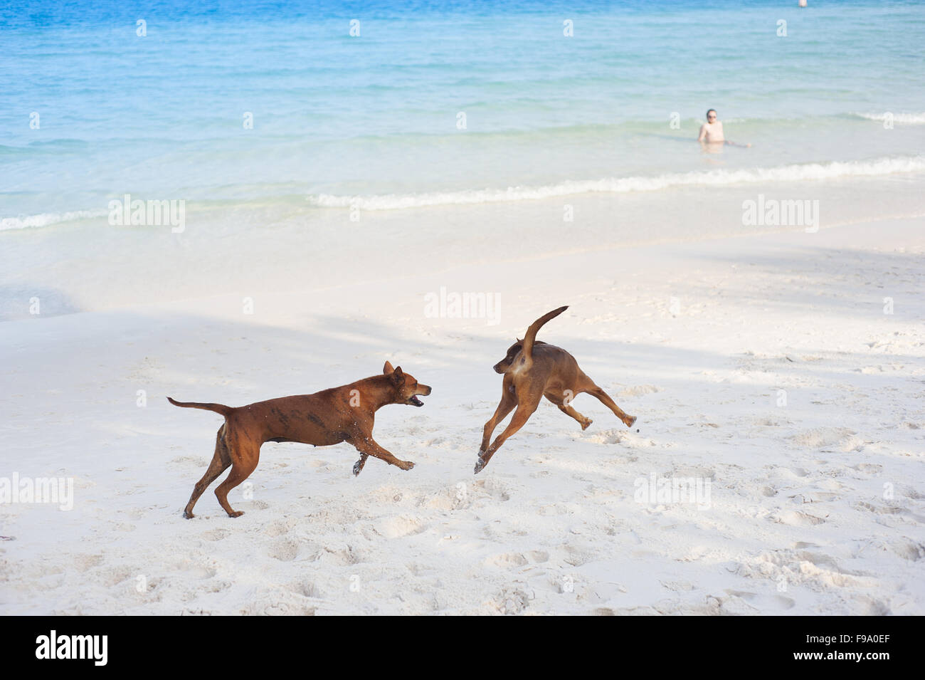 Two brown dogs playing on the sandy beach Stock Photo - Alamy