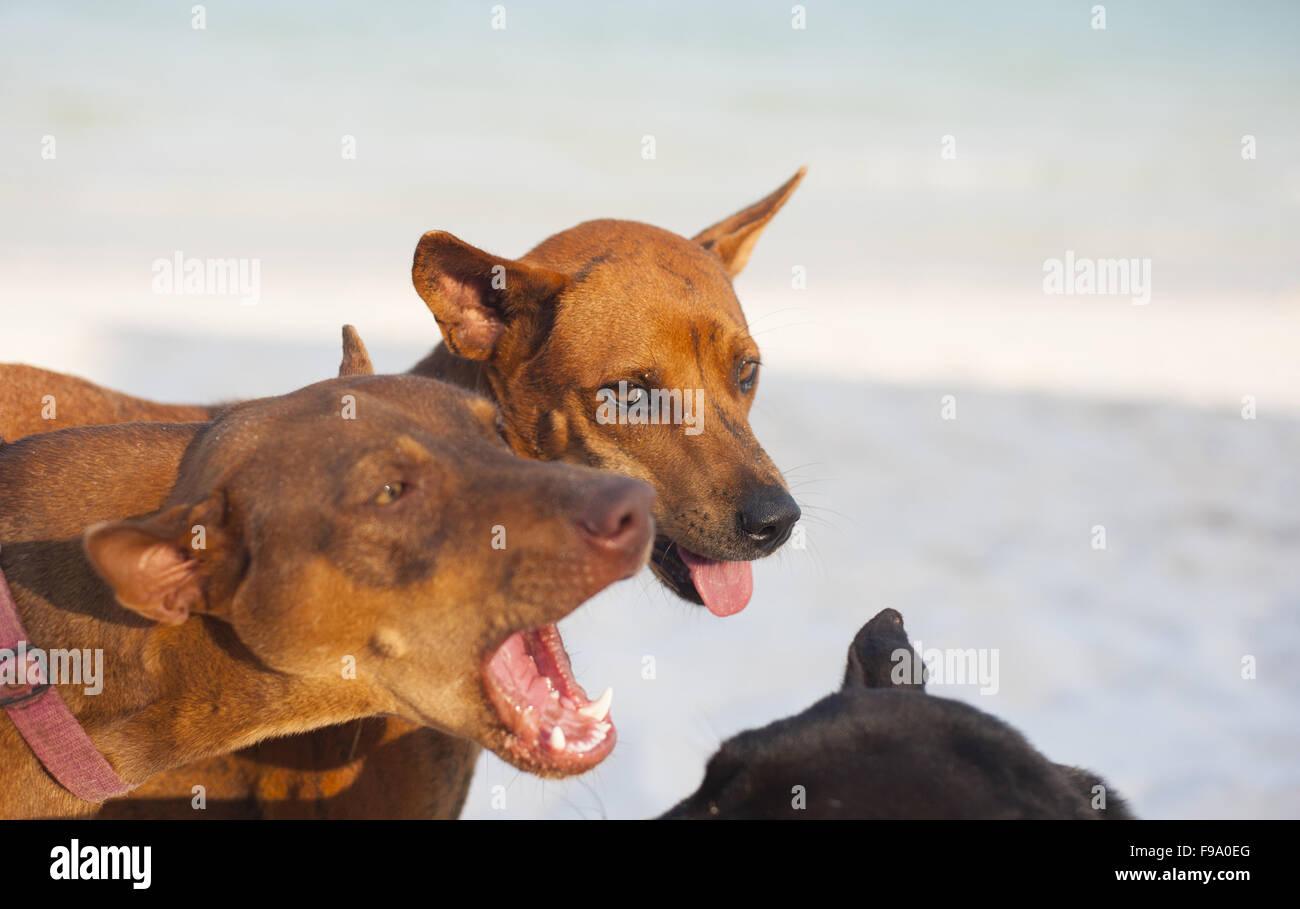 Two brown dogs playing on the sandy beach Stock Photo - Alamy