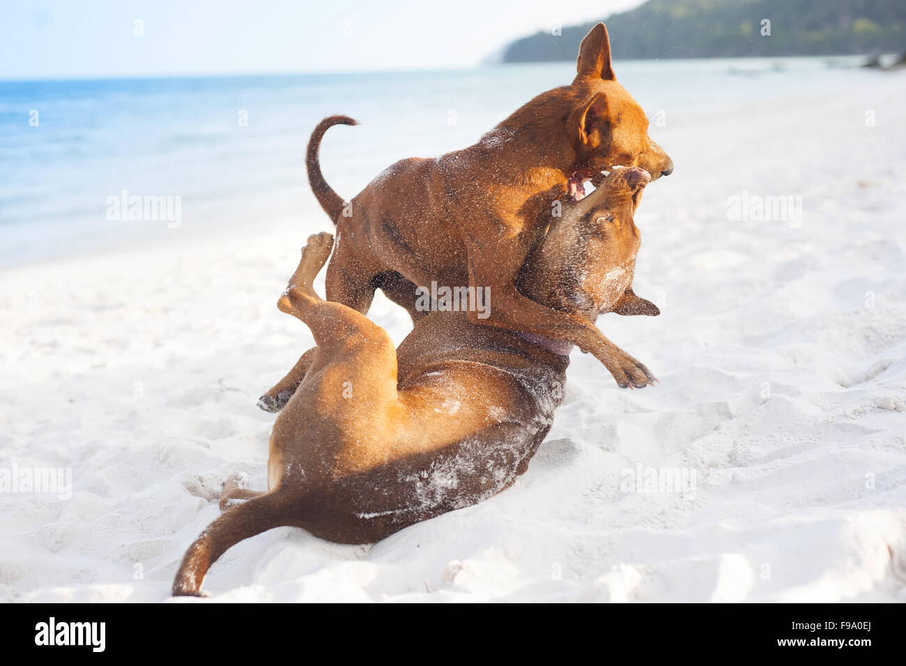 Two brown dogs playing on the sandy beach Stock Photo - Alamy