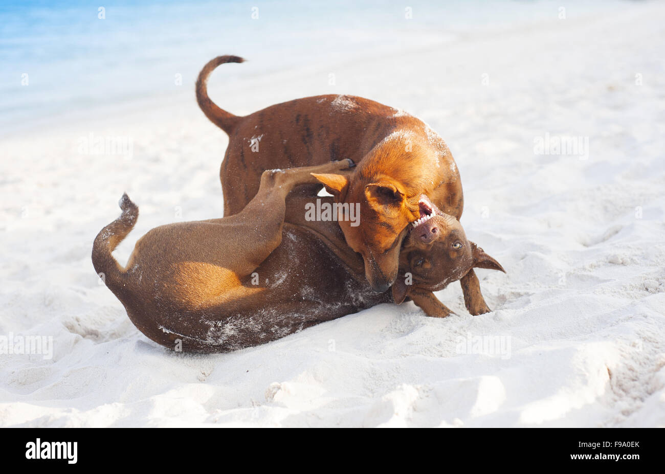 Two dogs on beach hi-res stock photography and images - Alamy
