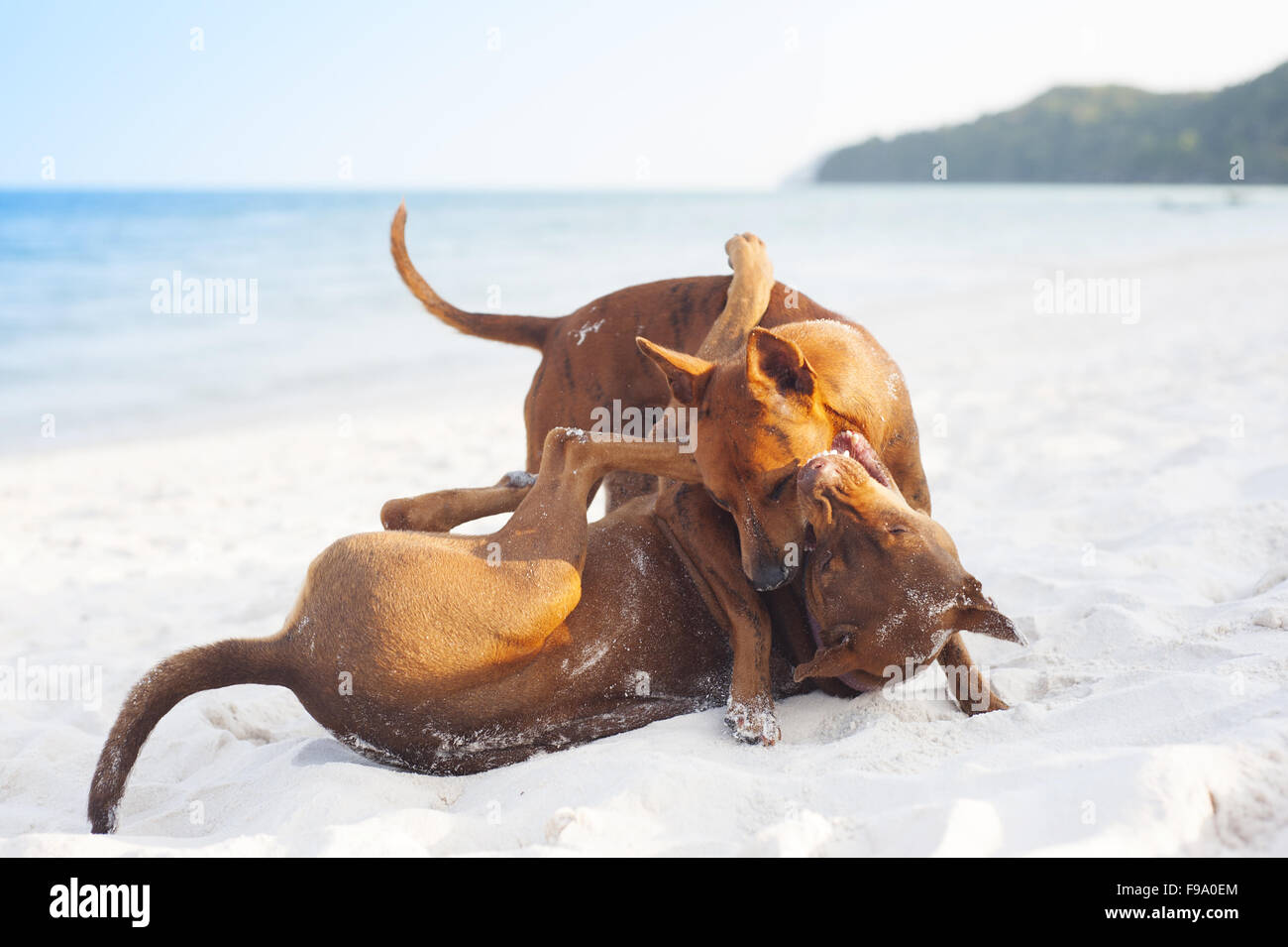 Two brown dogs playing on the sandy beach Stock Photo - Alamy