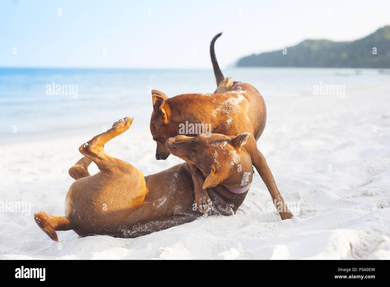 Two brown dogs playing on the sandy beach Stock Photo - Alamy