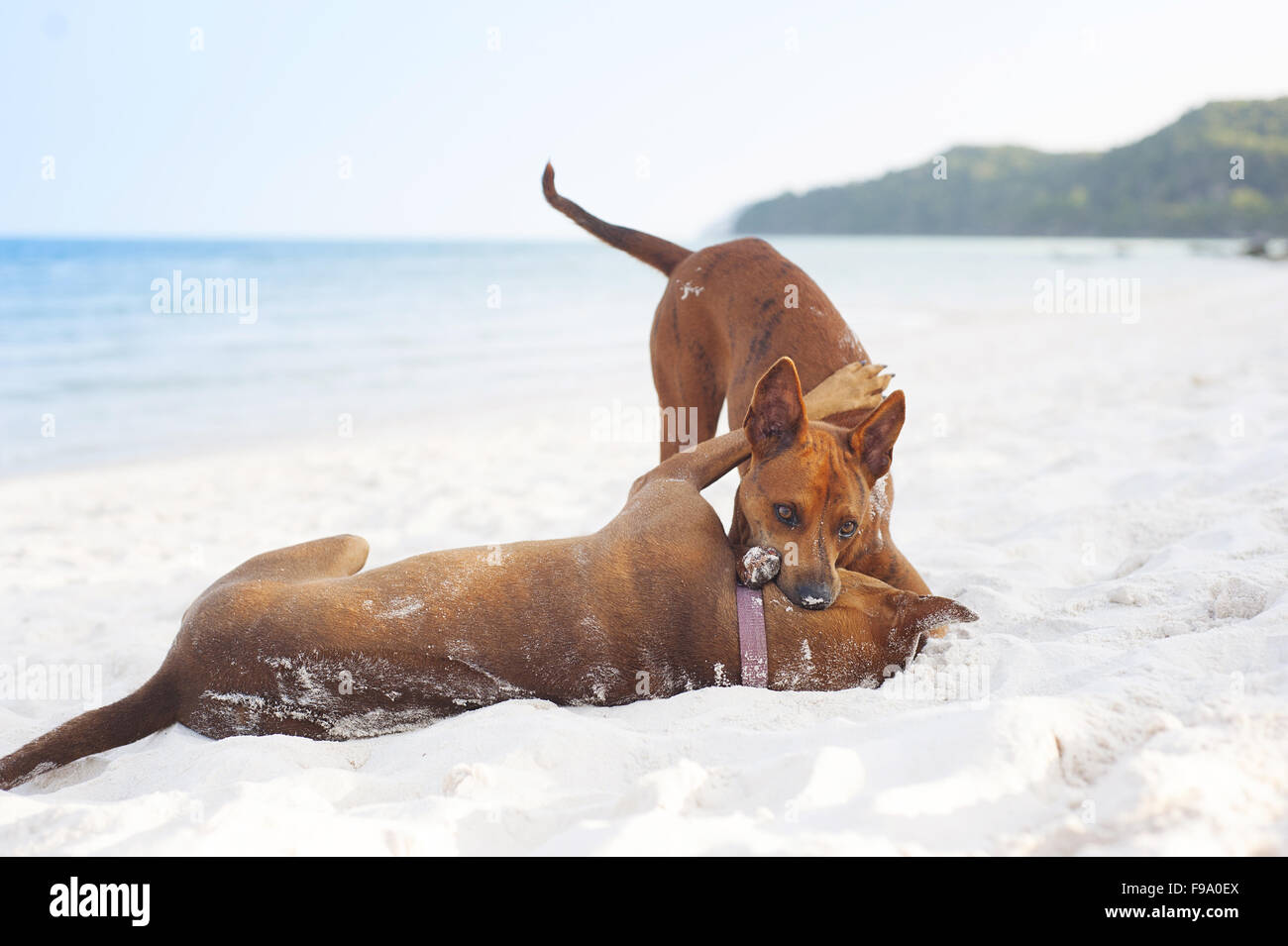 Group dogs beach hi-res stock photography and images - Alamy
