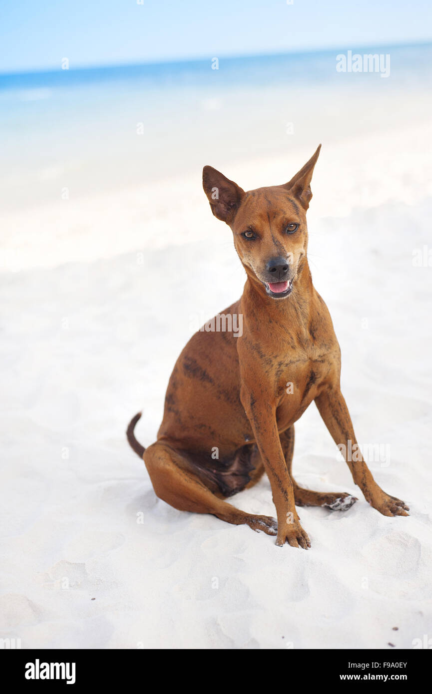 Dog relaxing on sandy hi-res stock photography and images - Alamy