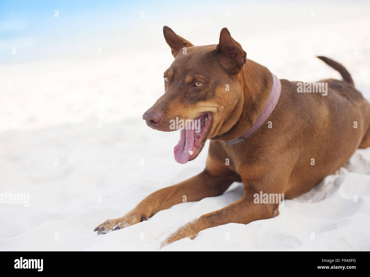 Sandy dog hi-res stock photography and images - Alamy