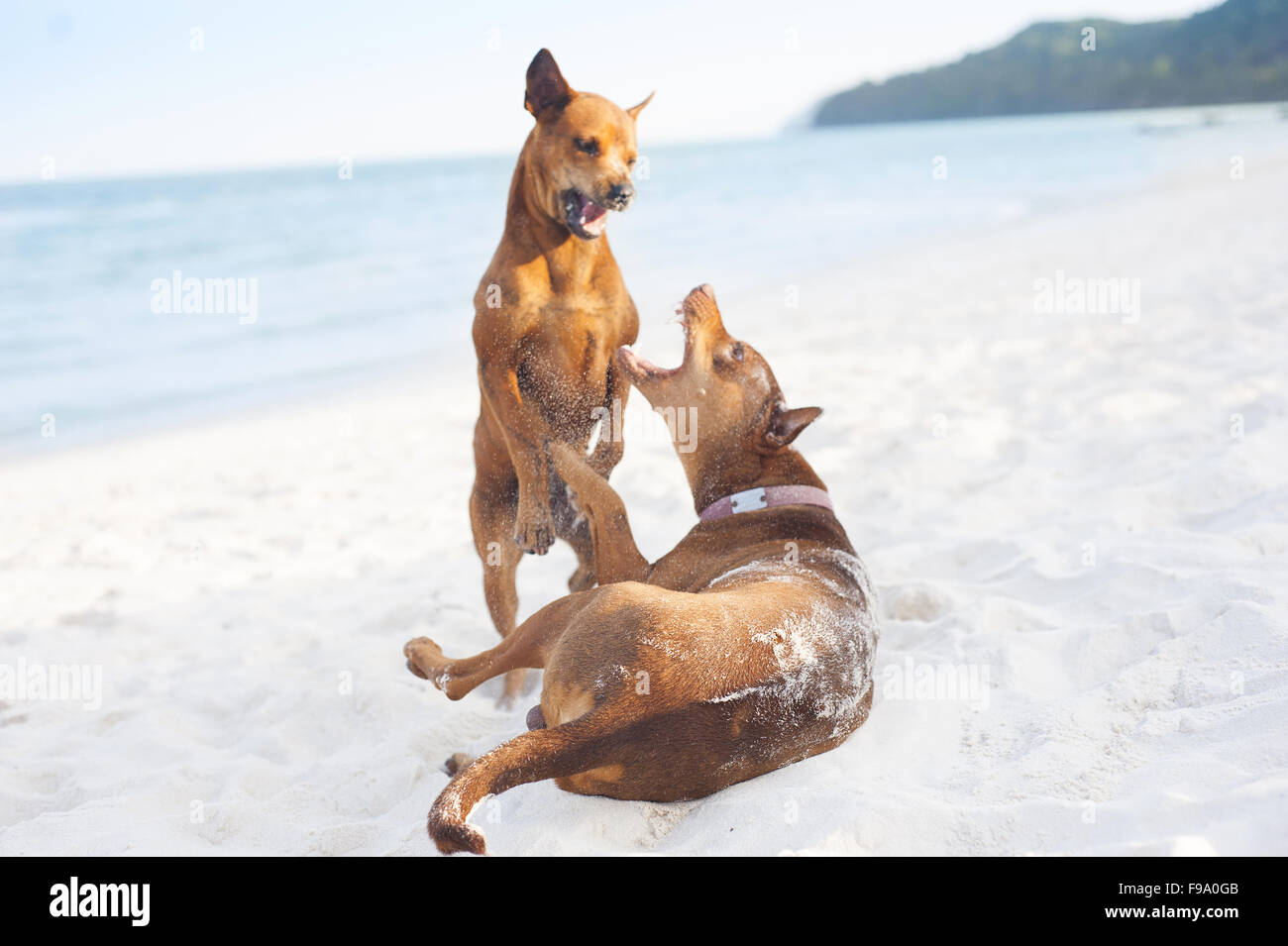 Two brown dogs playing on the sandy beach Stock Photo - Alamy