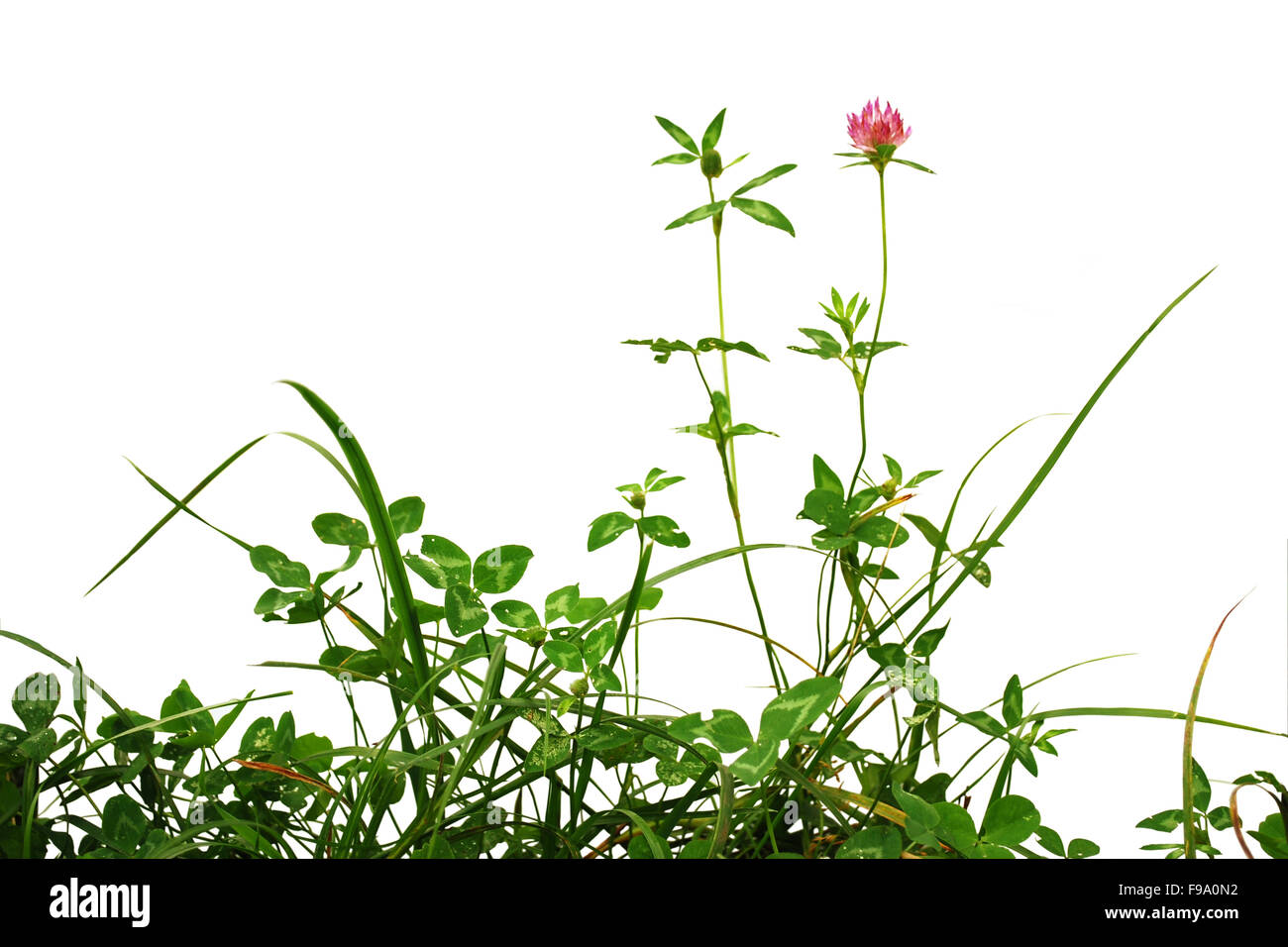 plants isolated over white Stock Photo - Alamy