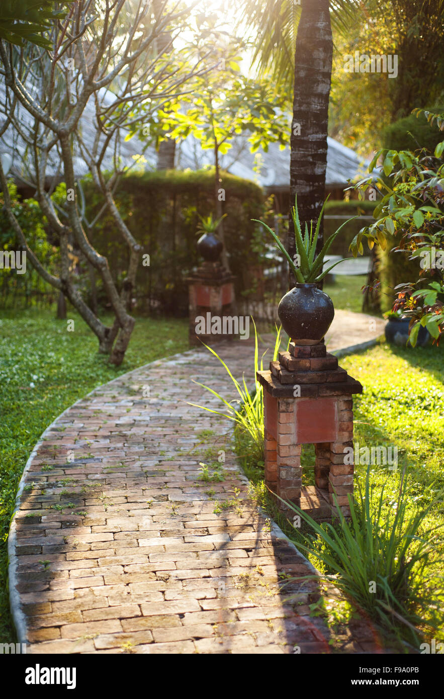 Green, sunny and tropical garden with palm tree Stock Photo - Alamy