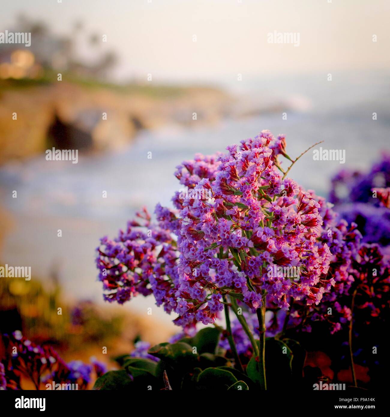 Shore flowers hi-res stock photography and images - Alamy