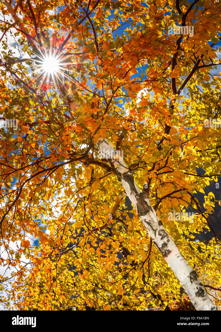 Autumn tree under sun light Stock Photo - Alamy