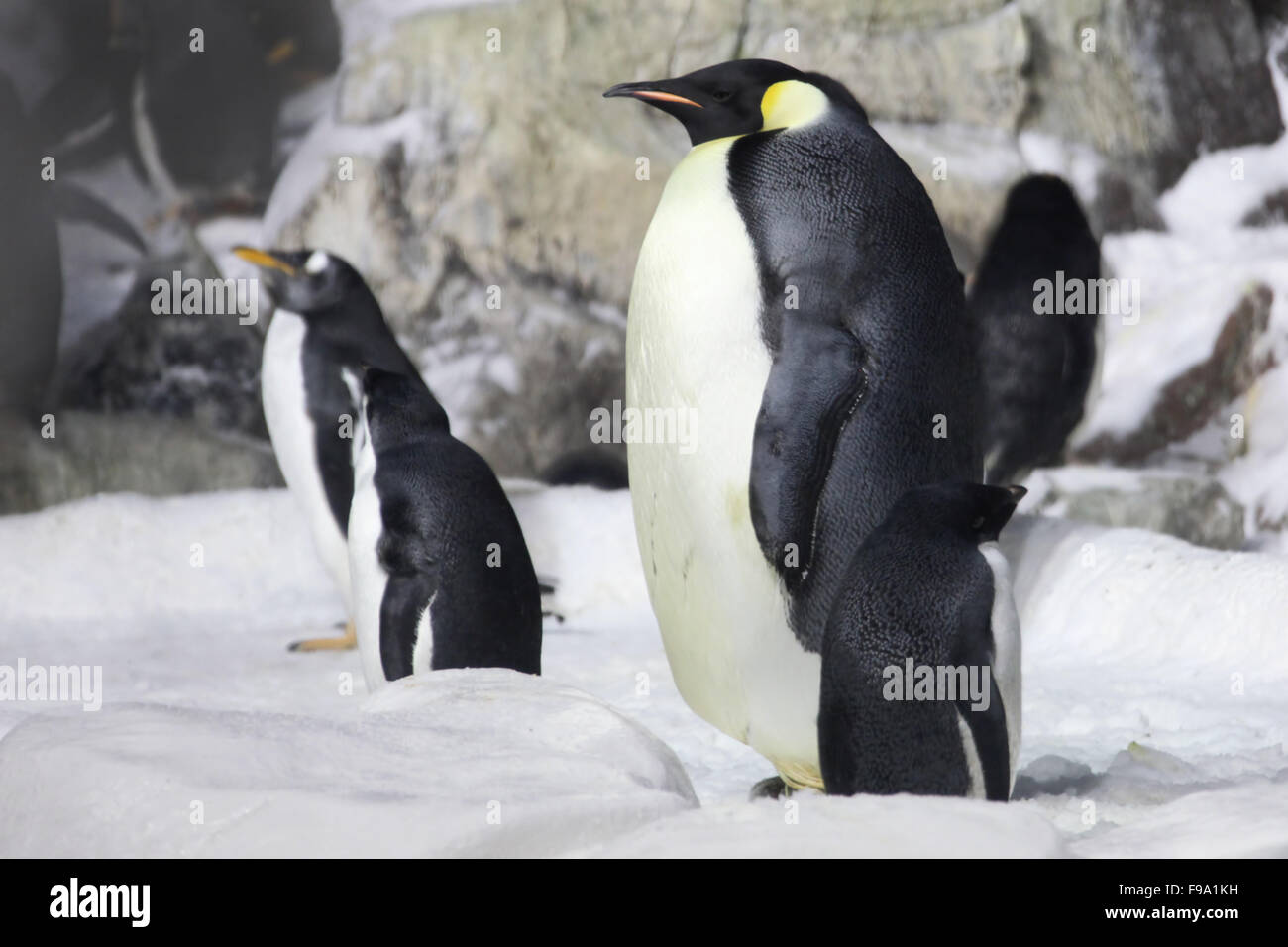 Emperor Penguin Looking On Stock Photo - Alamy