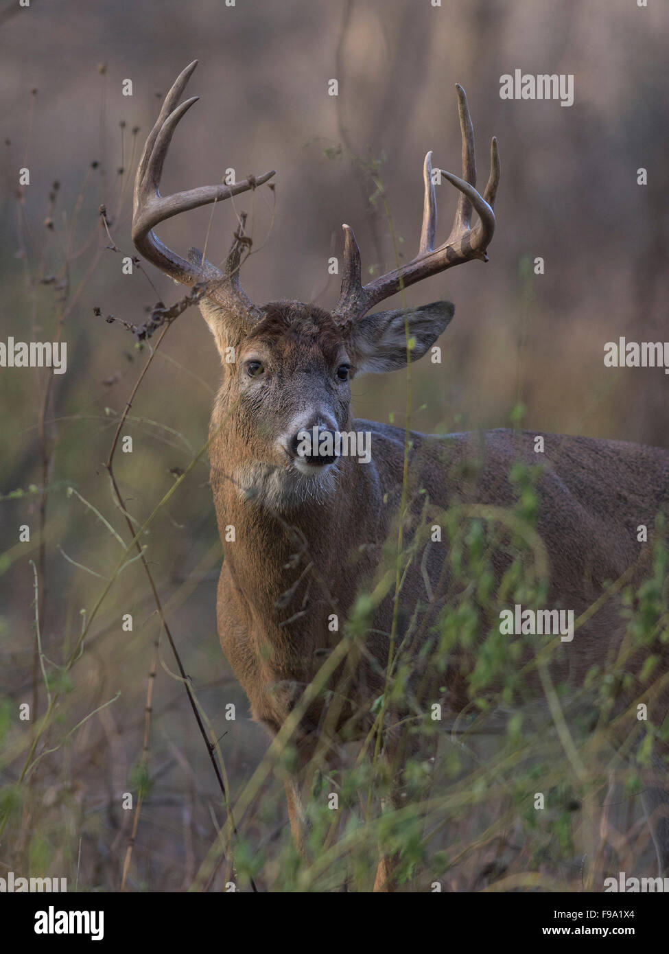 A trophy Wild Whitetail Buck on a late autumn morning Stock Photo - Alamy