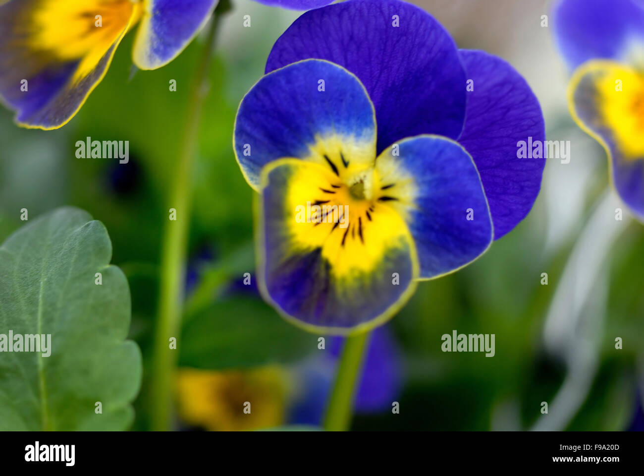 Viola plant kingdom hi-res stock photography and images - Alamy