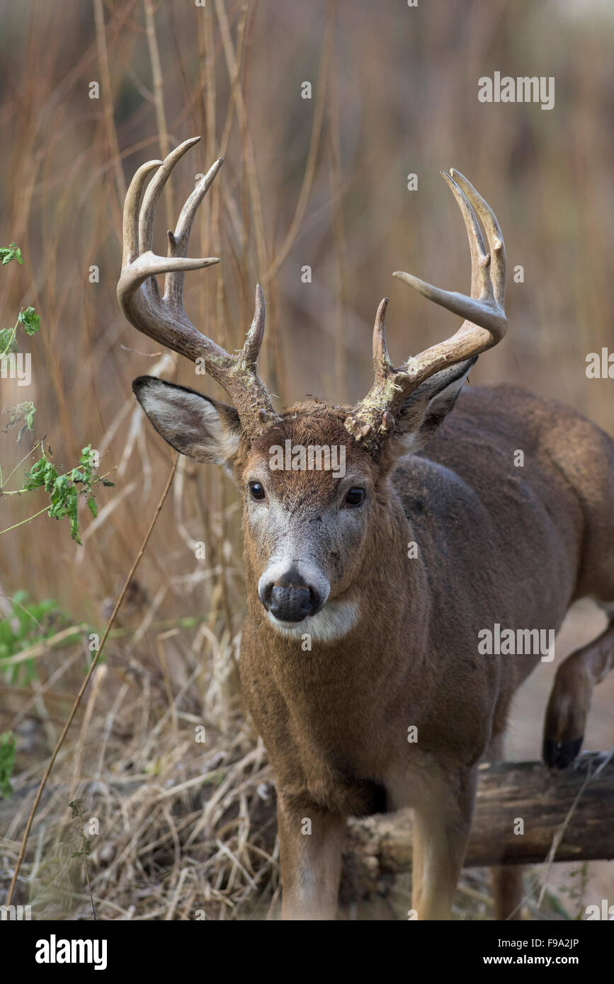 A trophy Wild Whitetail Buck on a late autumn morning Stock Photo - Alamy