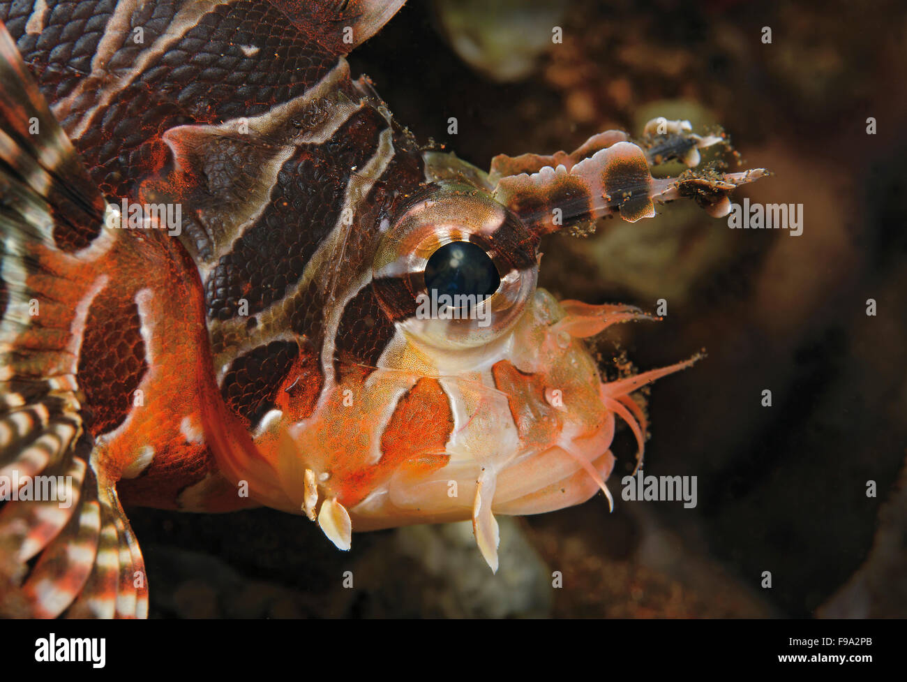Lionfish pterois antennata hi-res stock photography and images - Alamy