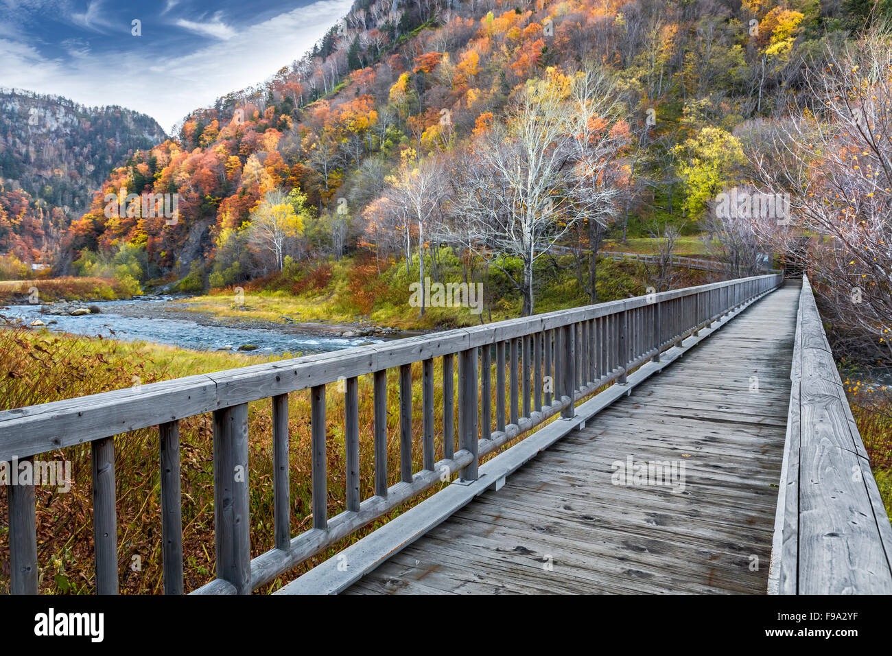 wooden bridge at forest in autumn Stock Photo - Alamy