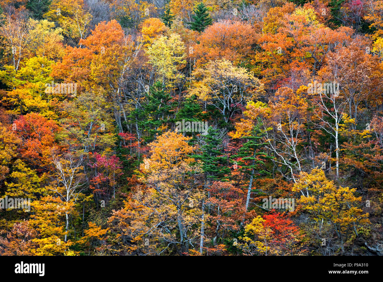 Colorful forest hi-res stock photography and images - Alamy
