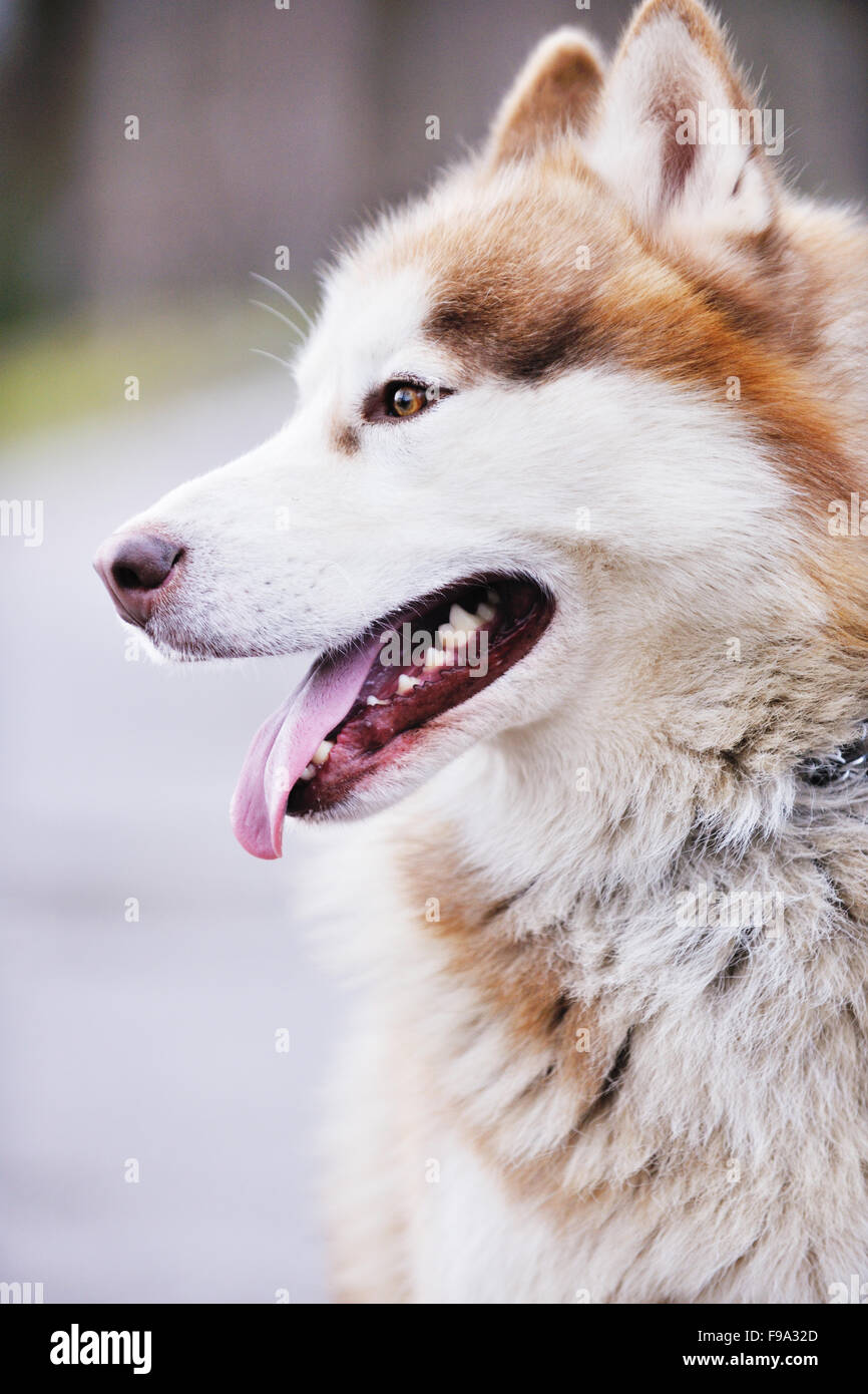 haski dog animal best people friend in nature Stock Photo - Alamy