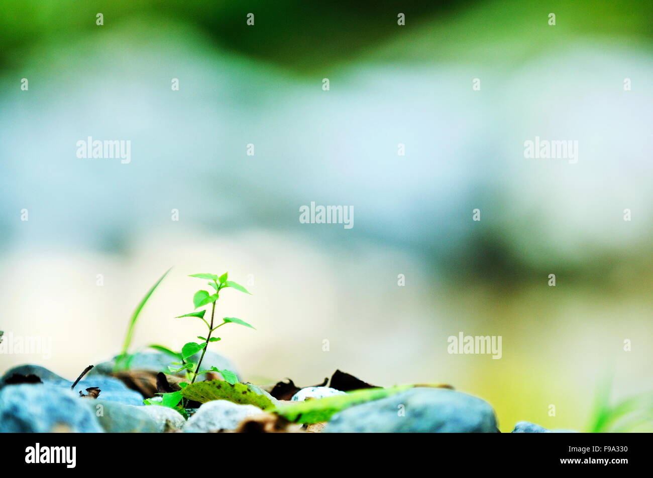 new growth concept with young green leaf tree in nature background ...