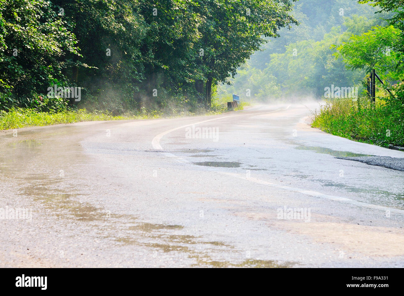 country side road in green forest after rain Stock Photo - Alamy