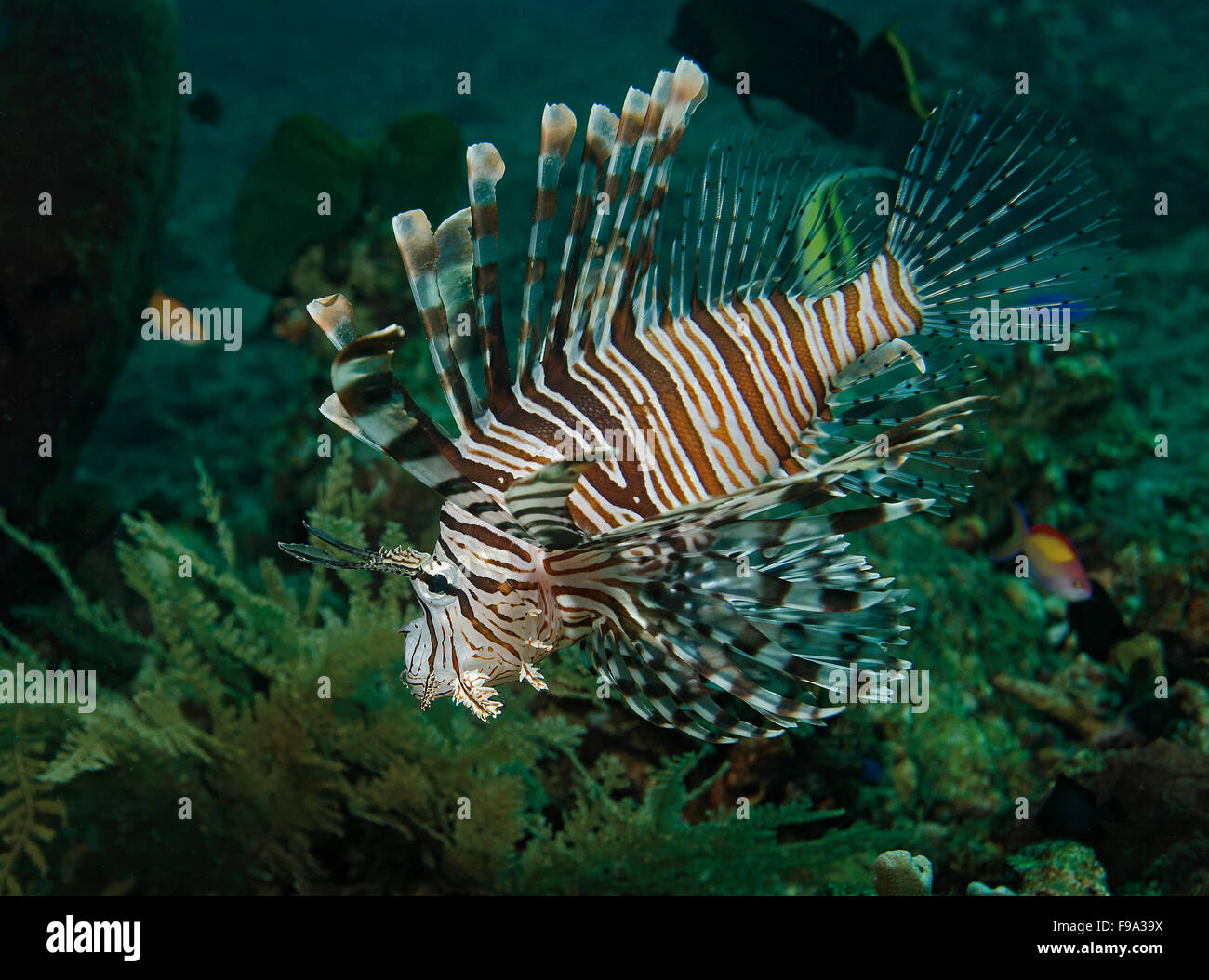 Common lionfish on reef hi-res stock photography and images - Alamy