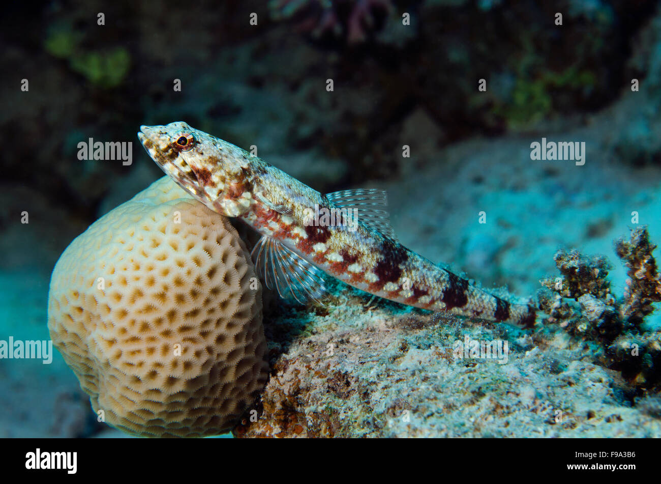 Clearfin Lizardfish, Synodus dermatogenys, perched on brain coral, Red ...