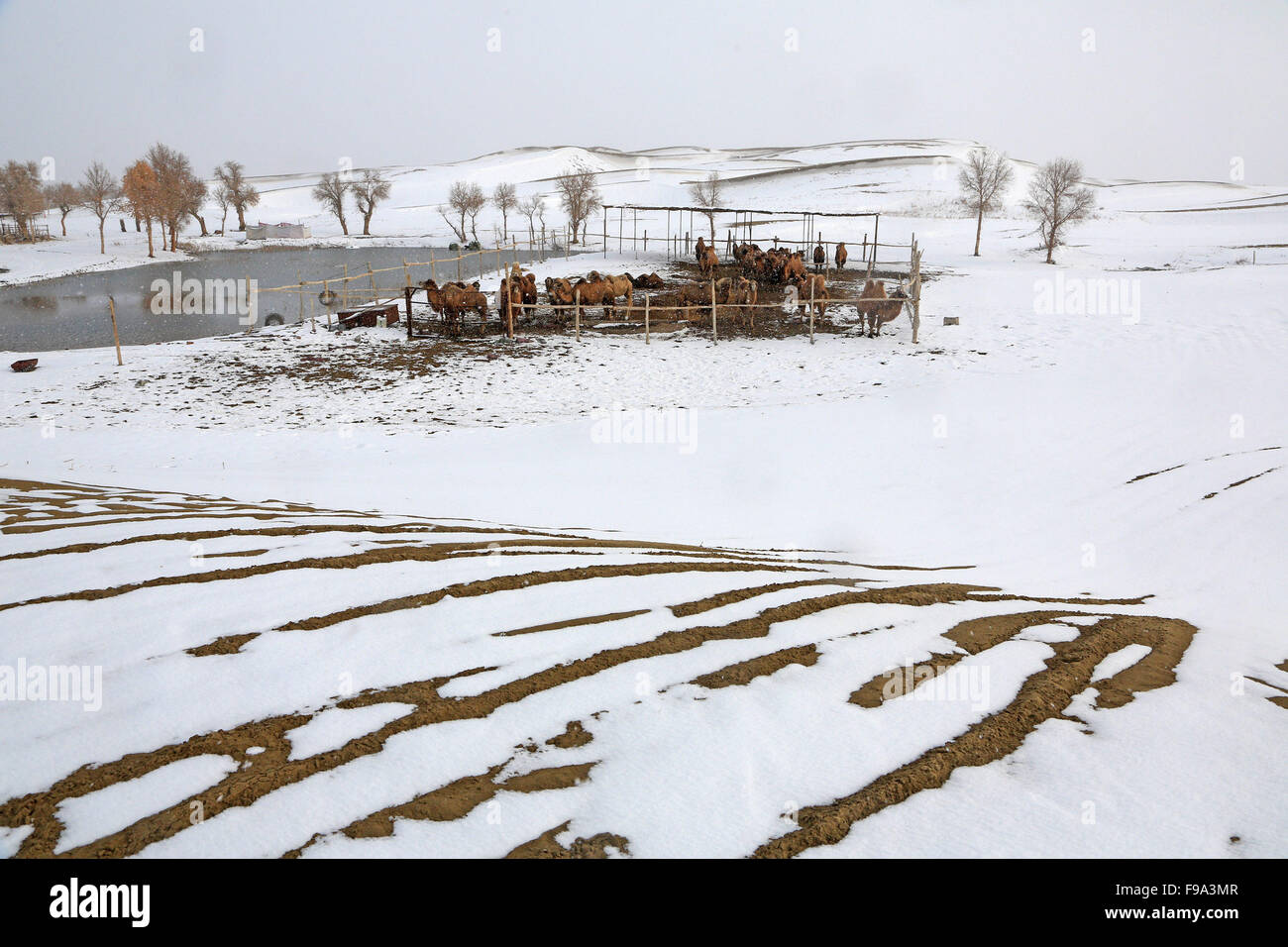 Yuli. 12th Dec, 2015. Photo taken on Dec. 12, 2015 shows the snow ...