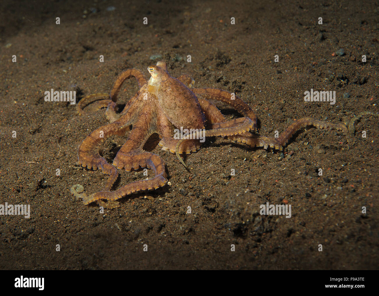 Lilliput longarm octopus, Macrotritopus defilippi, moving across ...