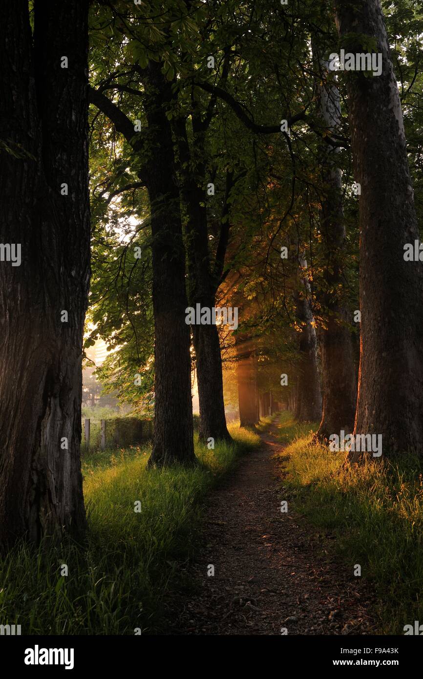 beautiful fresh morning with sun rays and dramatic light Stock Photo ...