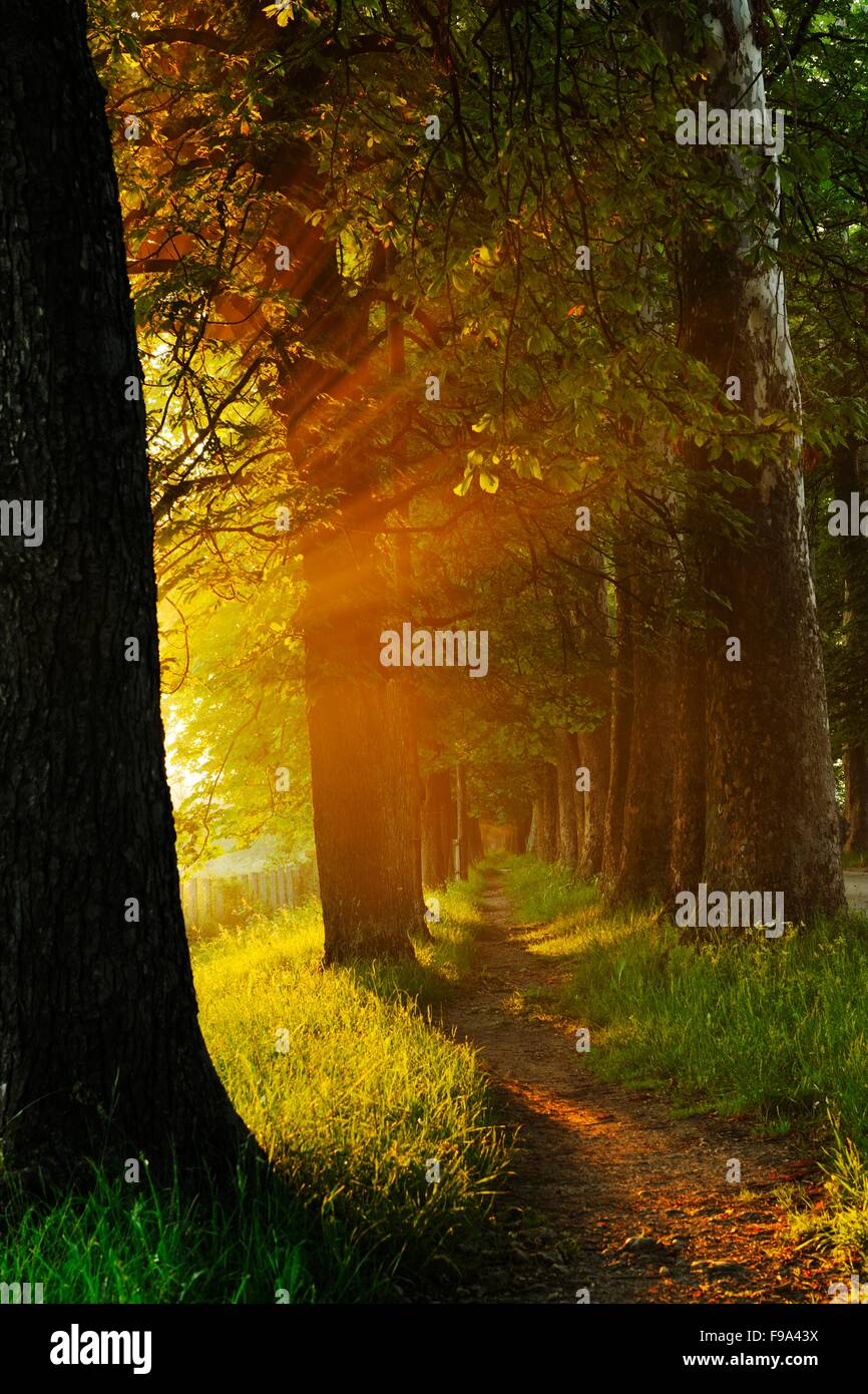 beautiful fresh morning with sun rays and dramatic light Stock Photo ...