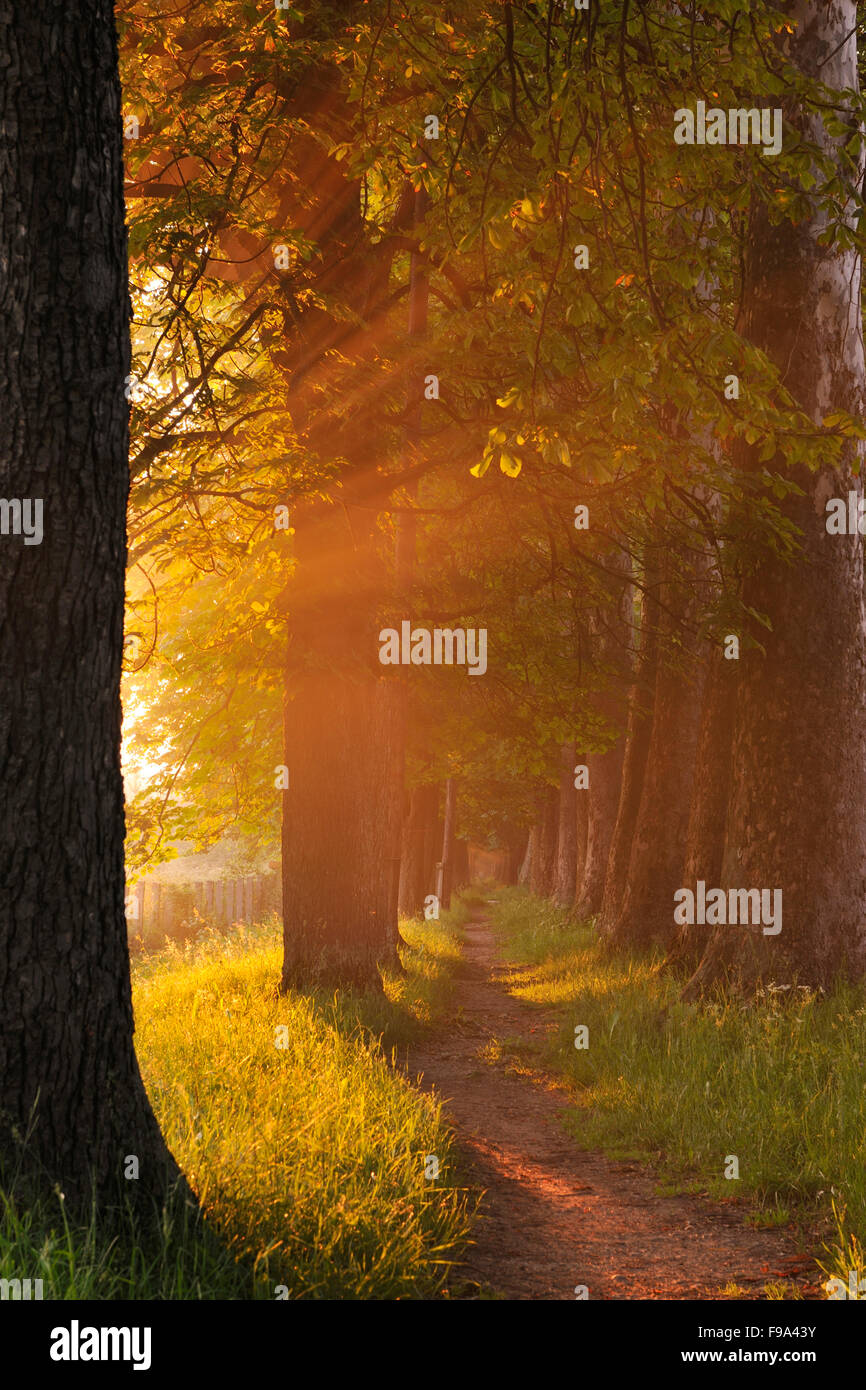beautiful fresh morning with sun rays and dramatic light Stock Photo ...