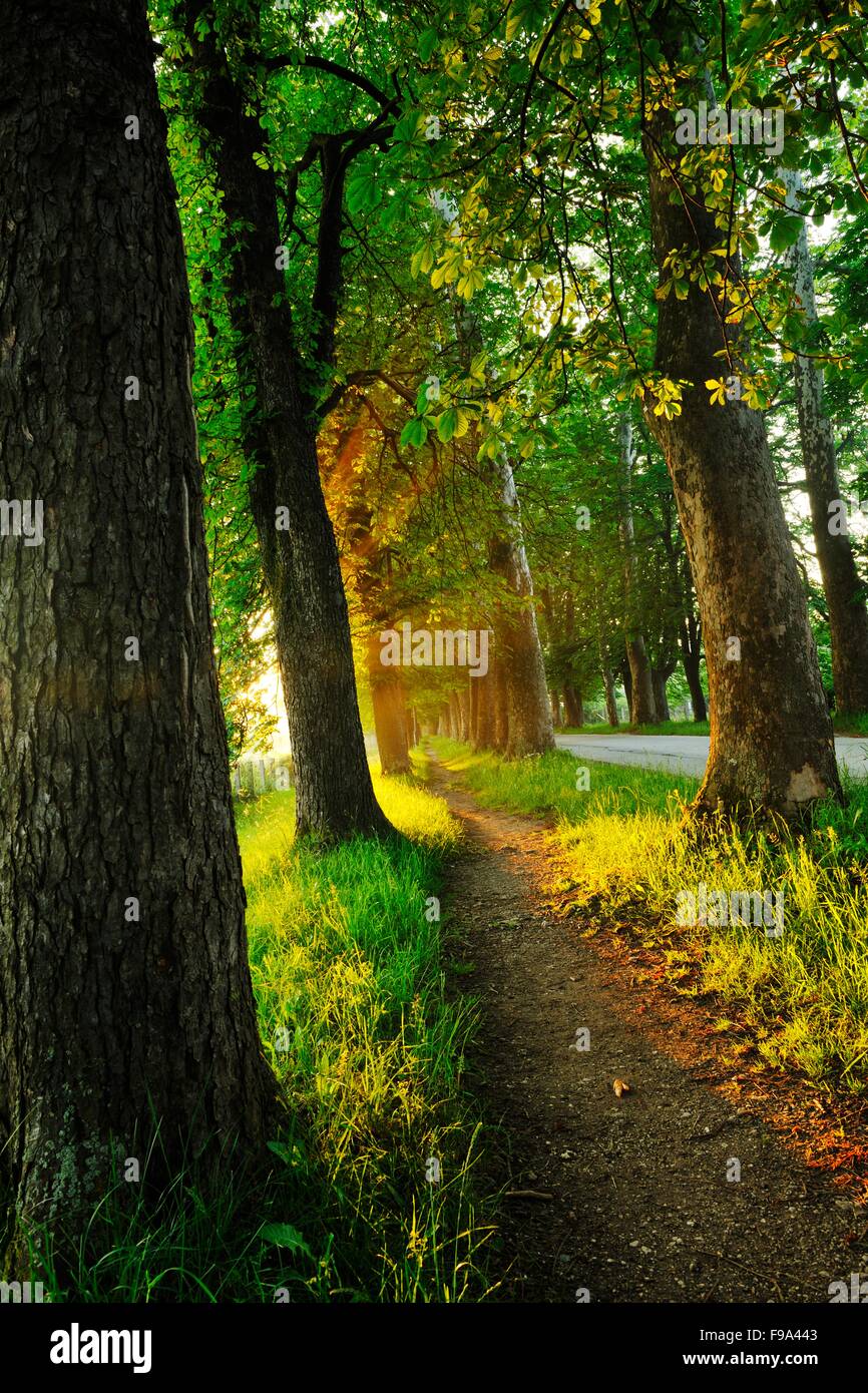 beautiful fresh morning with sun rays and dramatic light Stock Photo ...