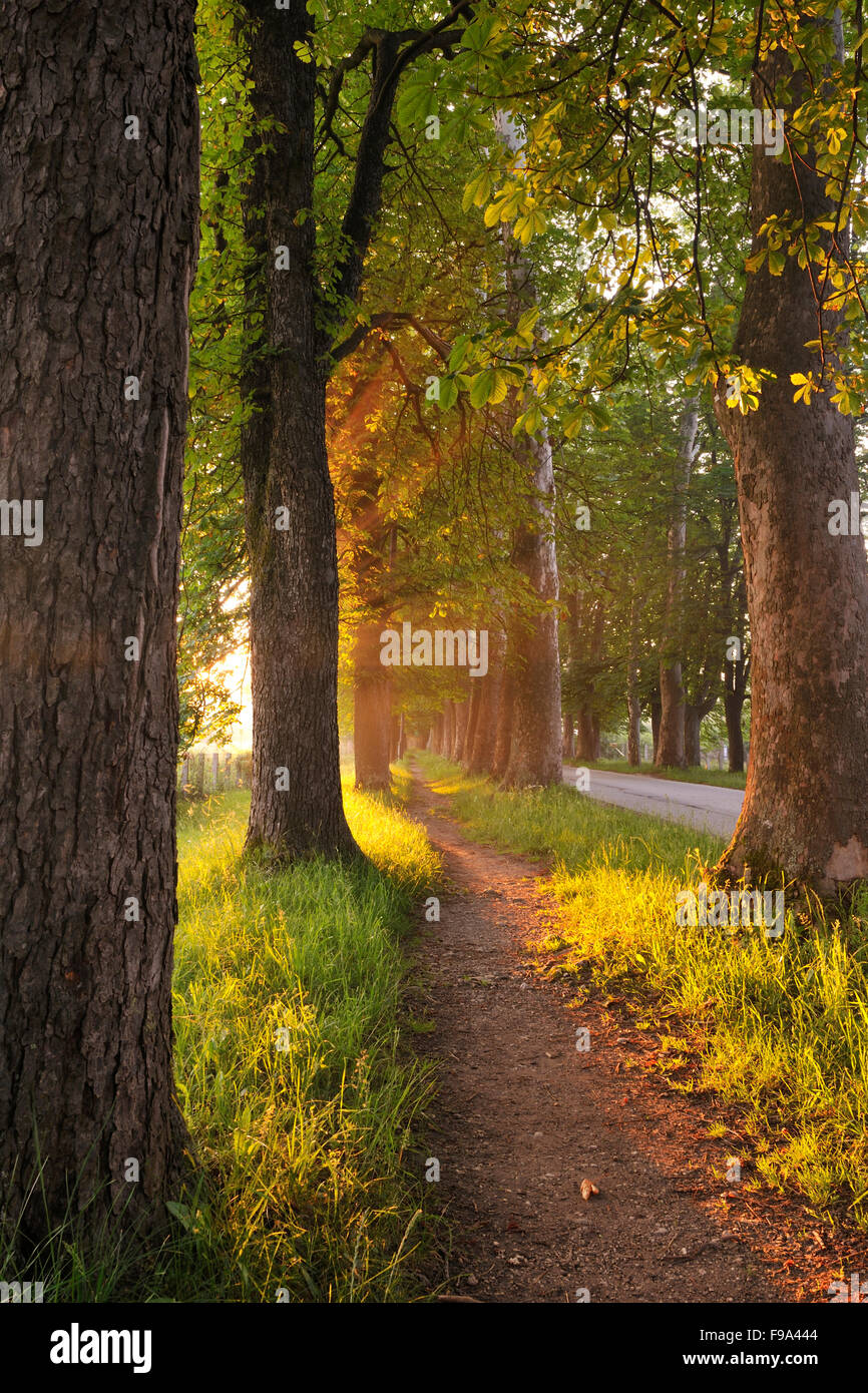 beautiful fresh morning with sun rays and dramatic light Stock Photo ...