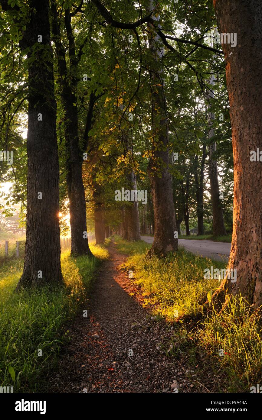 beautiful fresh morning with sun rays and dramatic light Stock Photo ...