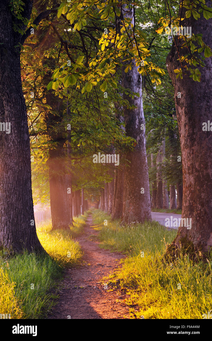 beautiful fresh morning with sun rays and dramatic light Stock Photo ...