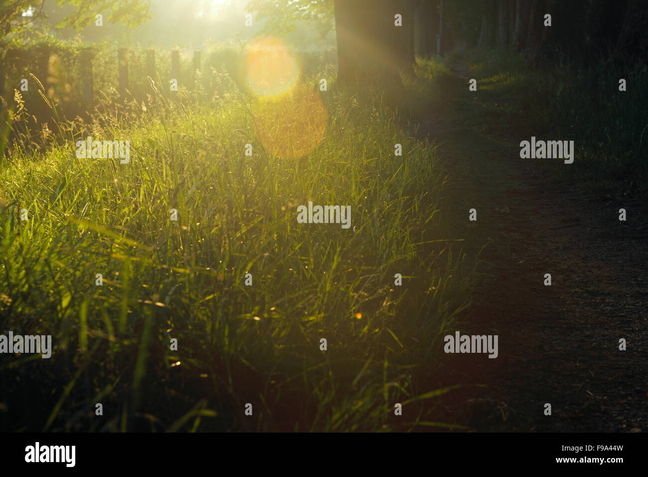 beautiful fresh morning with sun rays and dramatic light Stock Photo ...