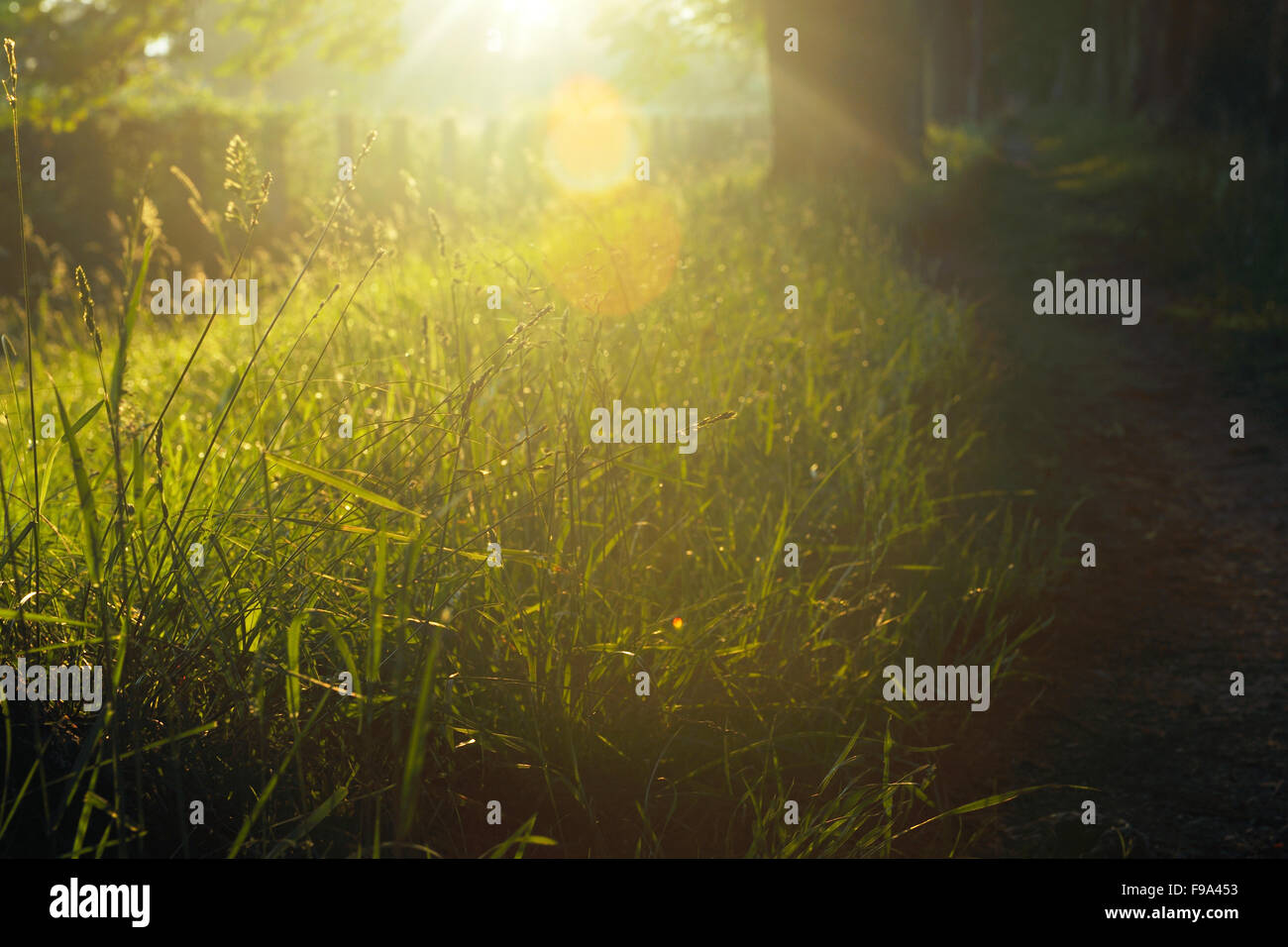 beautiful fresh morning with sun rays and dramatic light Stock Photo ...