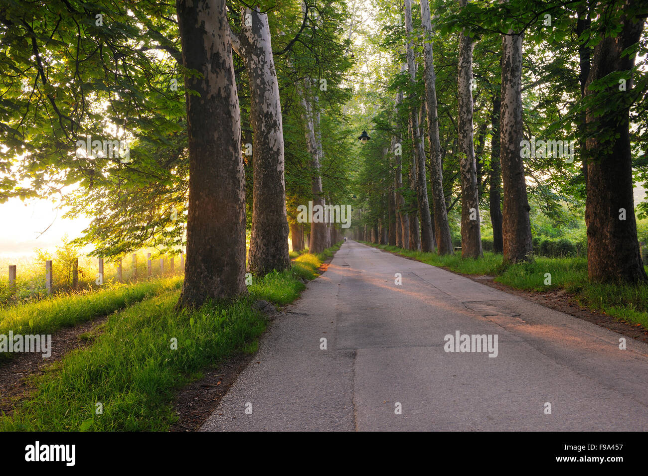 beautiful fresh morning with sun rays and dramatic light Stock Photo ...