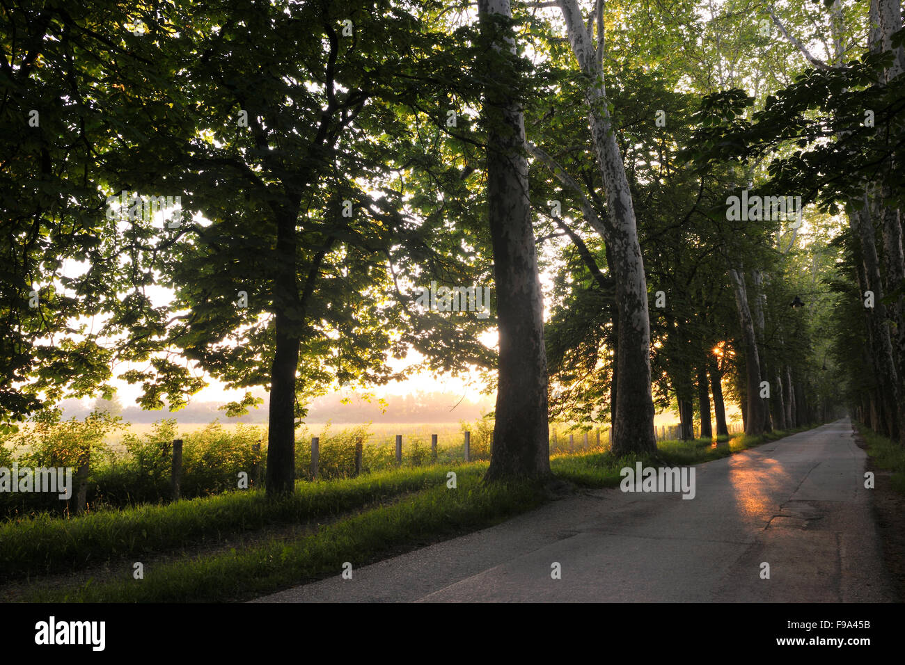beautiful fresh morning with sun rays and dramatic light Stock Photo ...