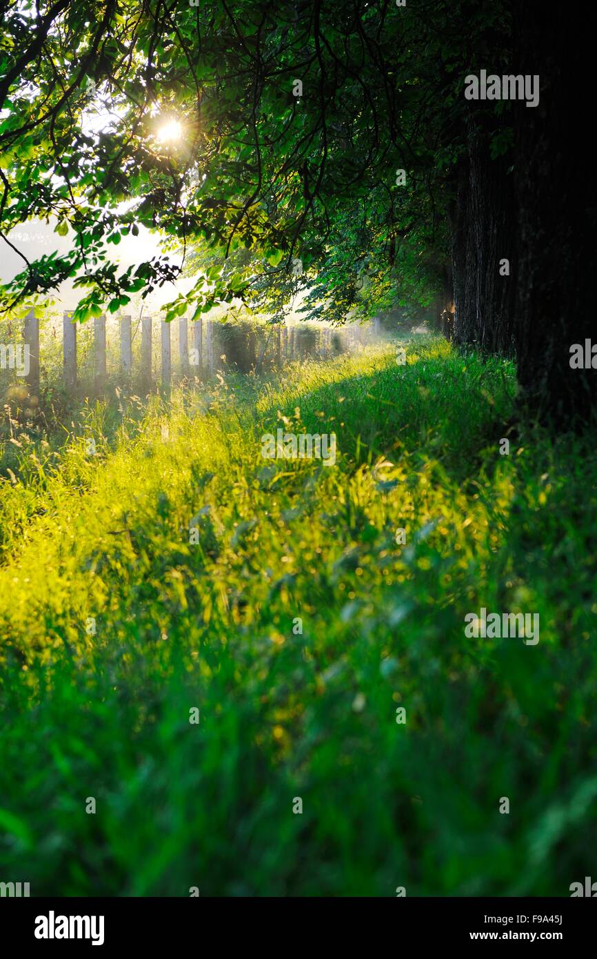 beautiful fresh morning with sun rays and dramatic light Stock Photo ...