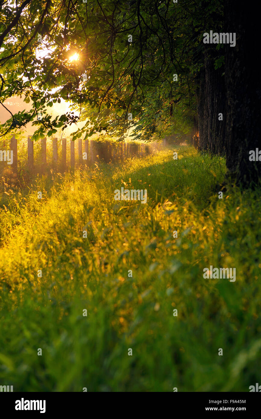 beautiful fresh morning with sun rays and dramatic light Stock Photo ...