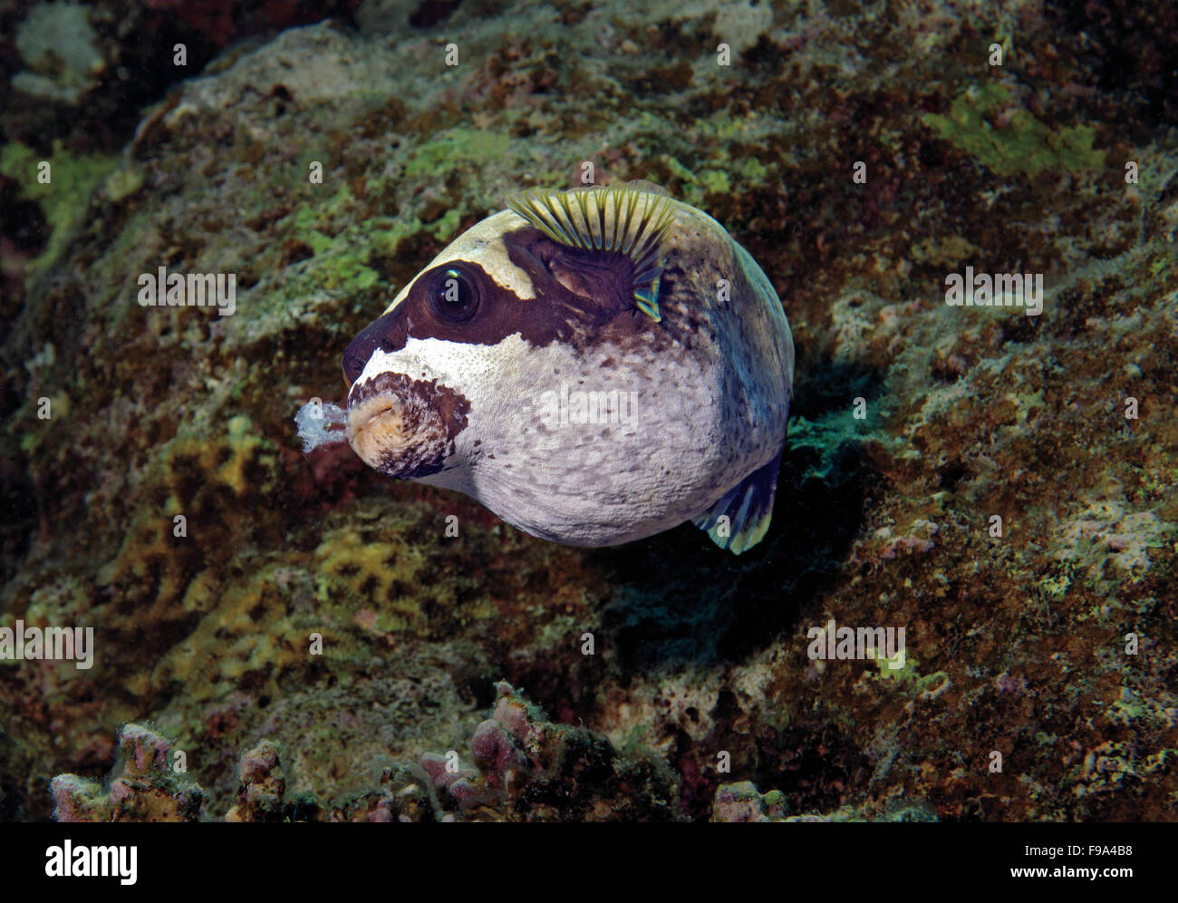 Eating coral hi-res stock photography and images - Alamy