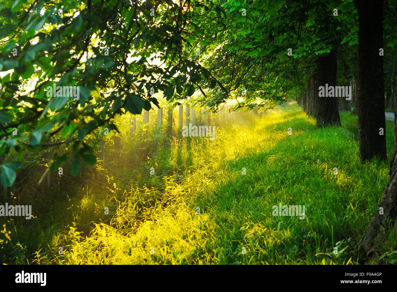 beautiful fresh morning with sun rays and dramatic light Stock Photo ...